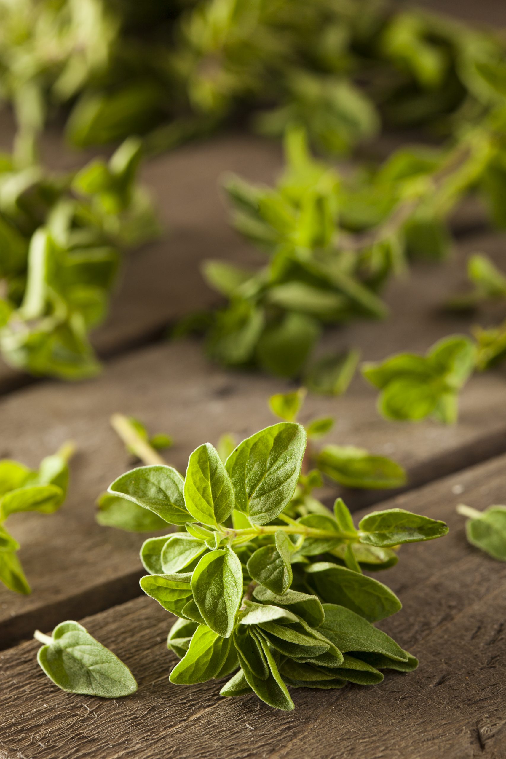 Cucinare con l’origano fresco - RbPlant
